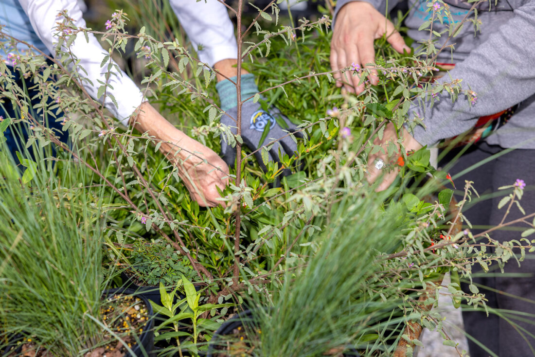 SCCF workshop to focus on native gardening - SANIBEL-CAPTIVA - Island ...